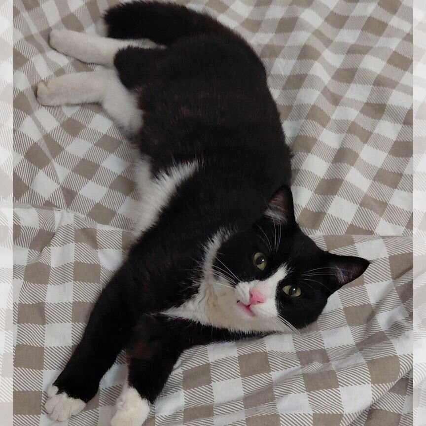 Взрослый кот в добрые руки