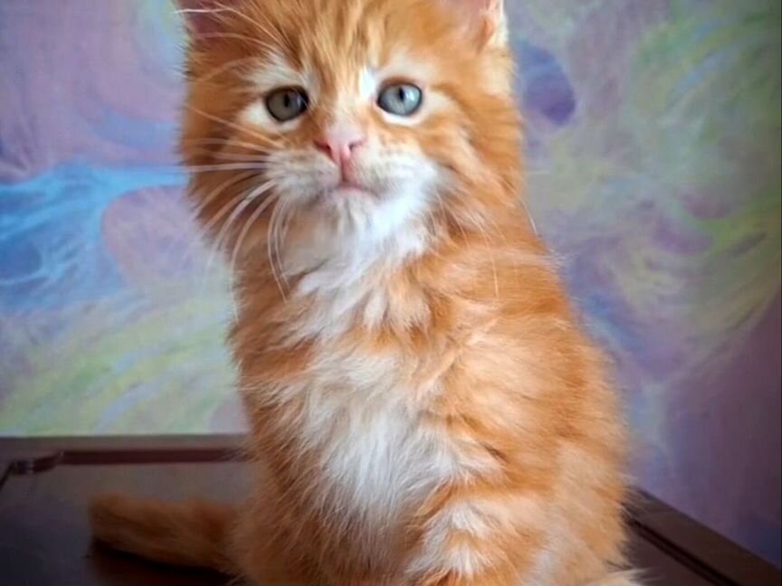 Мейн-кун вариативная