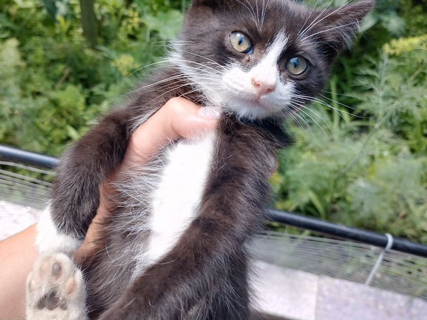 Котята в добрые руки, мальчики, ходят на лоток