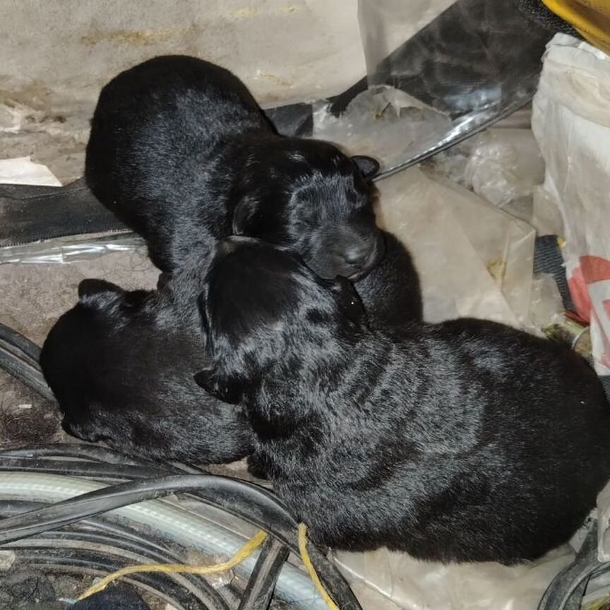 Немецкая овчарка, щенок