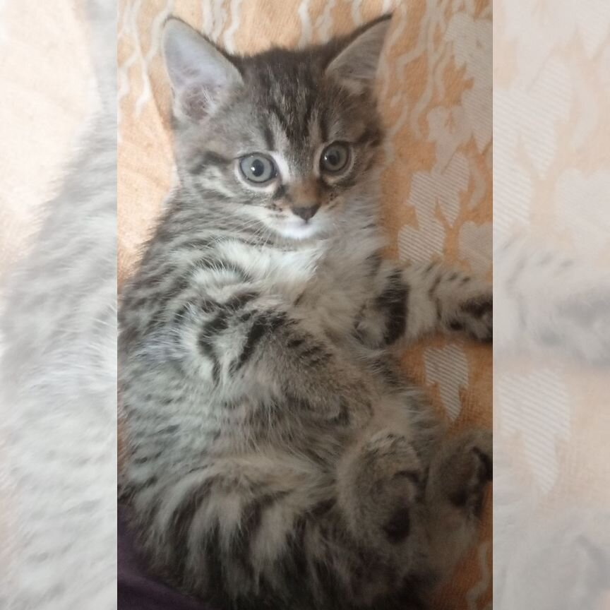 Японский бобтейл короткошёрстный котёнок