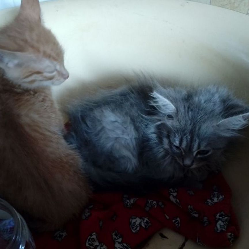 Отдам котат в добрые руки девочка и мальчик