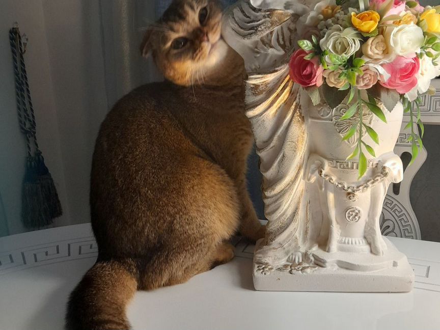 Шотландская кошечка приглашает на вязку котика
