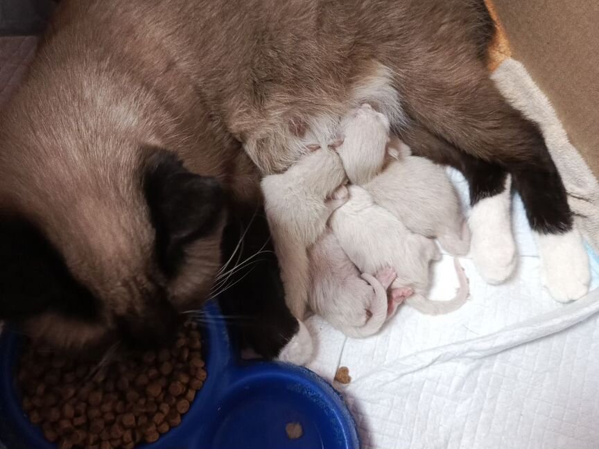 Тайские котята