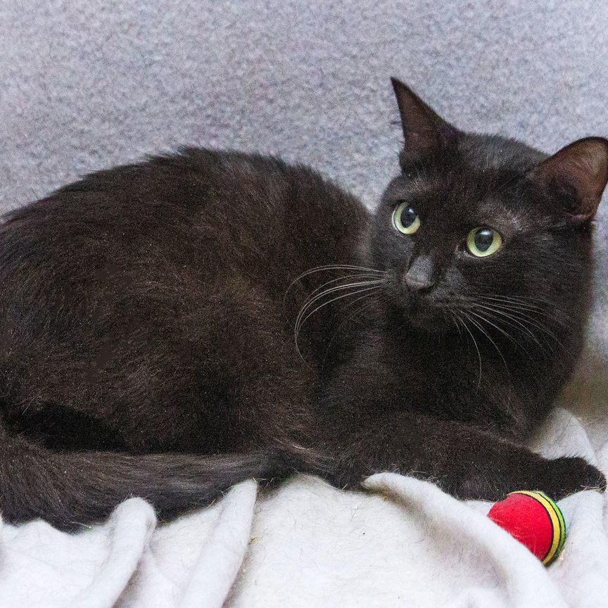 Сара красивая грациозная и брошенная в переноске