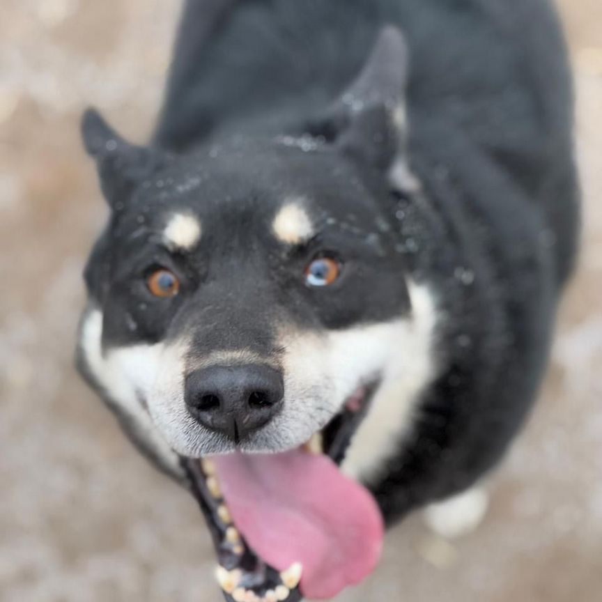 Шафран ищет дом