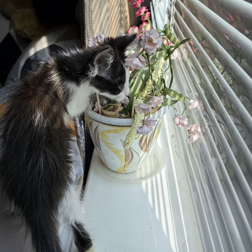 Супер ласковый котёнок в добрые руки