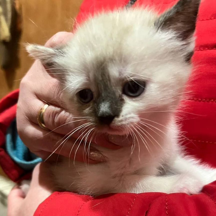 Котёнок в добрые руки