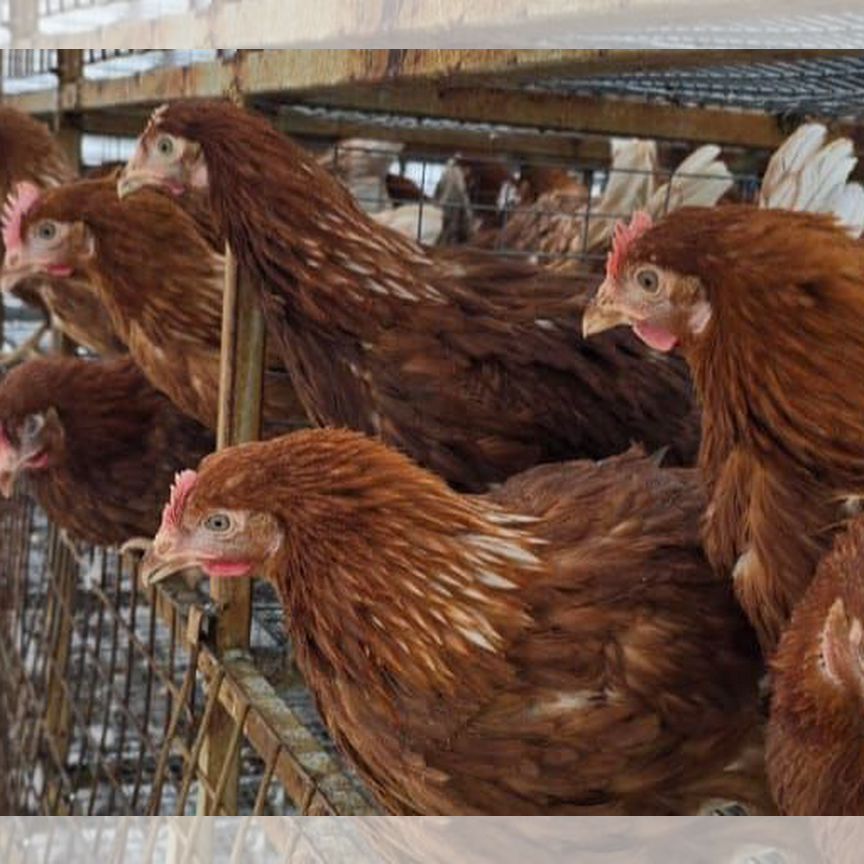 Куры несушки