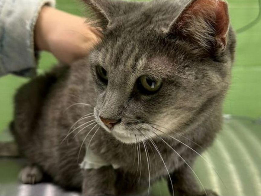 Кошка осталась одна без хозяина