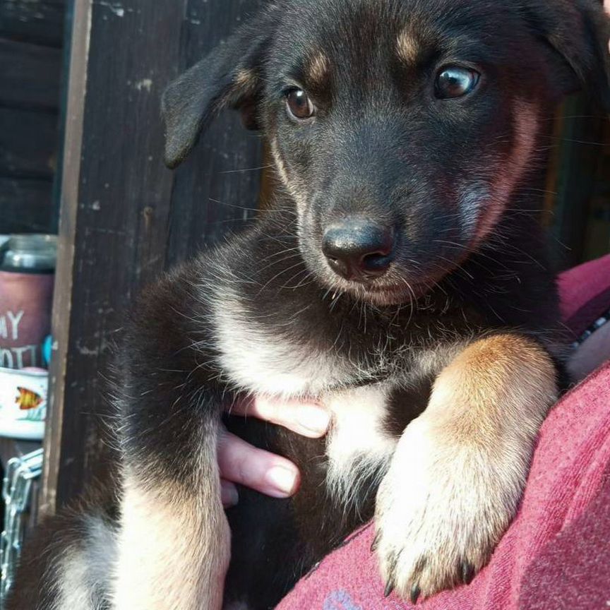 Щенки 2 мес.ищут дом