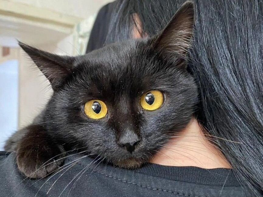 Мини пантерка ищет дом