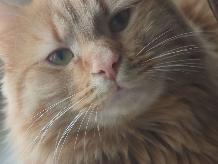 Коты на дачу на лето