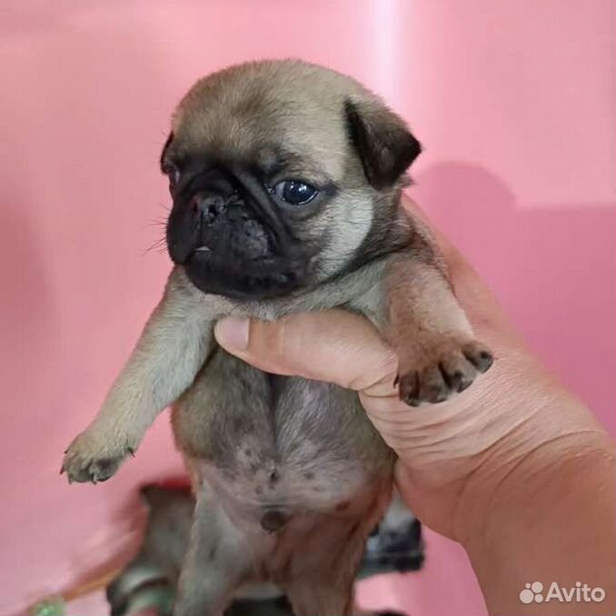 Мопсики черные и бежевые