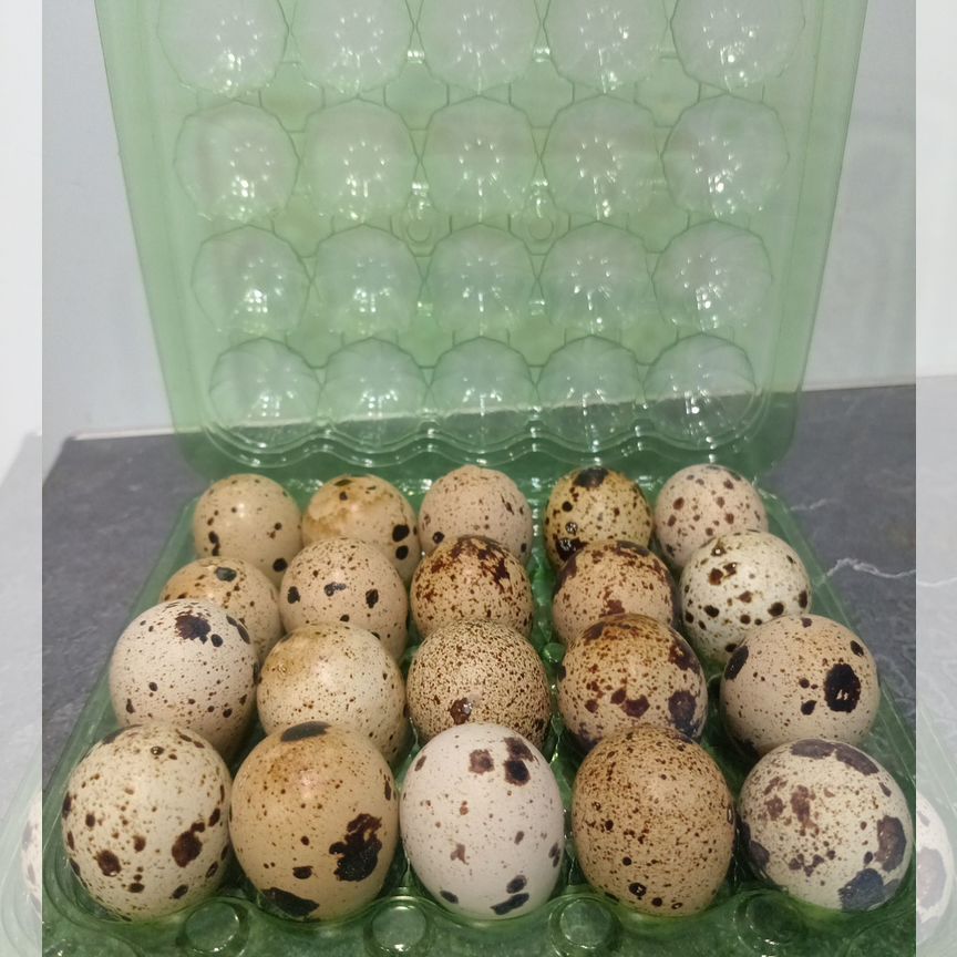 Инкубационное яйцо перепелов техаский