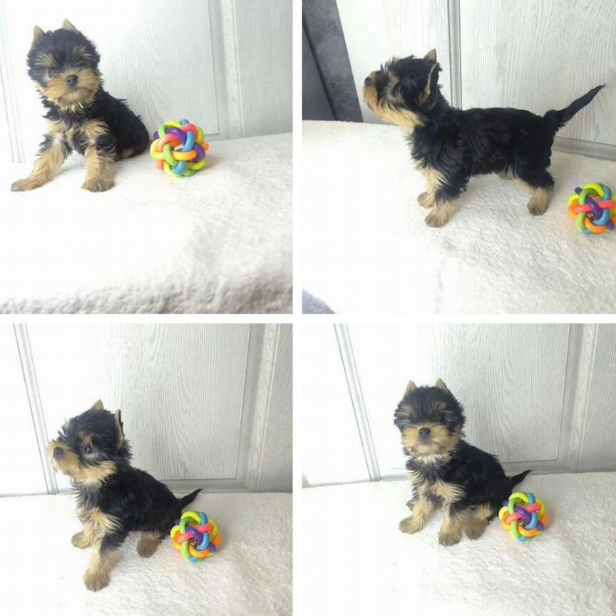 Йоркширский терьер, щенок