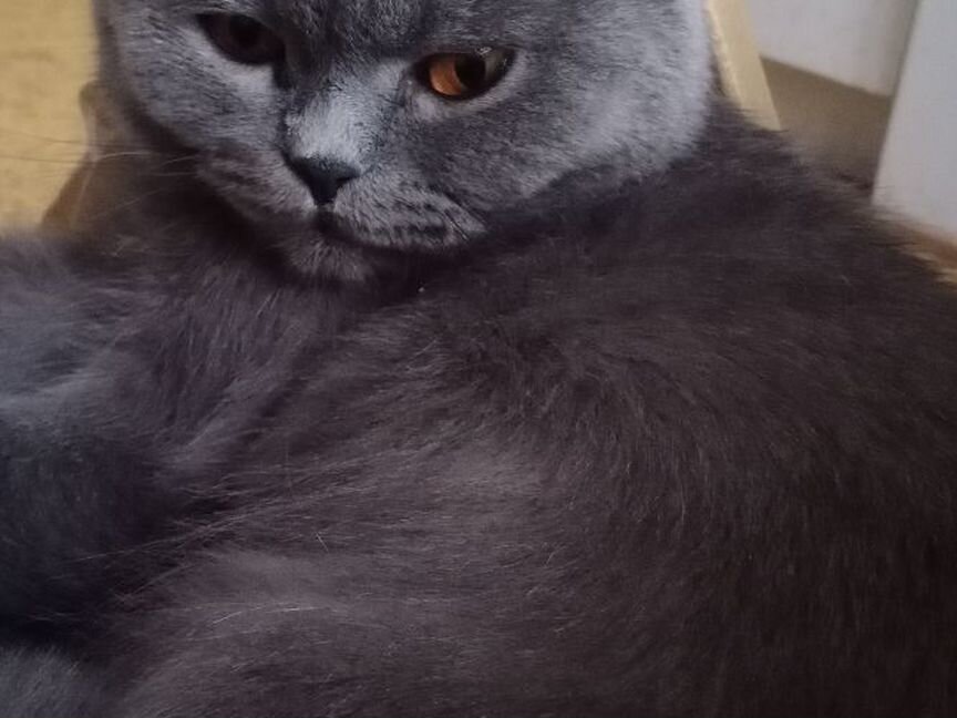 Британец