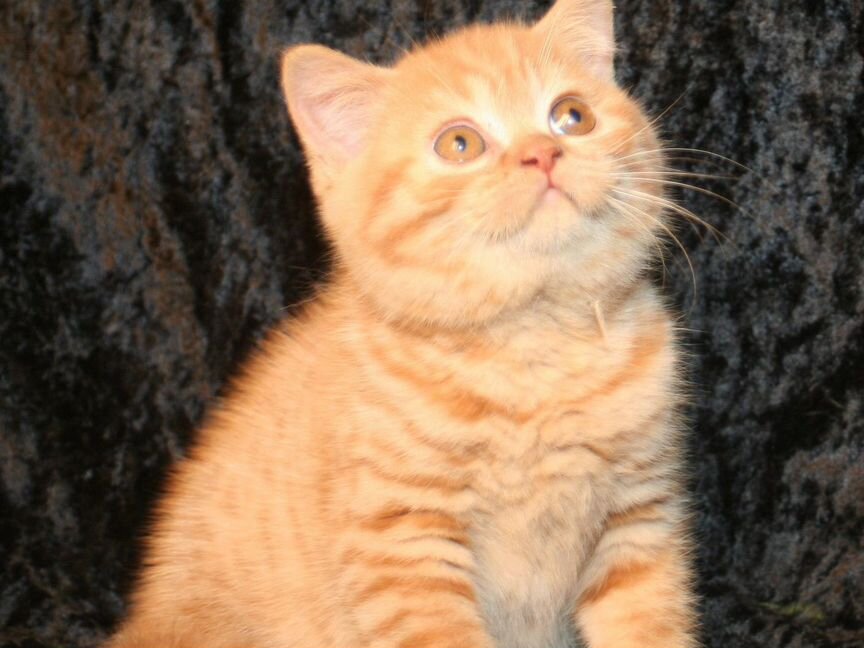 Мраморный рыжий шотландец