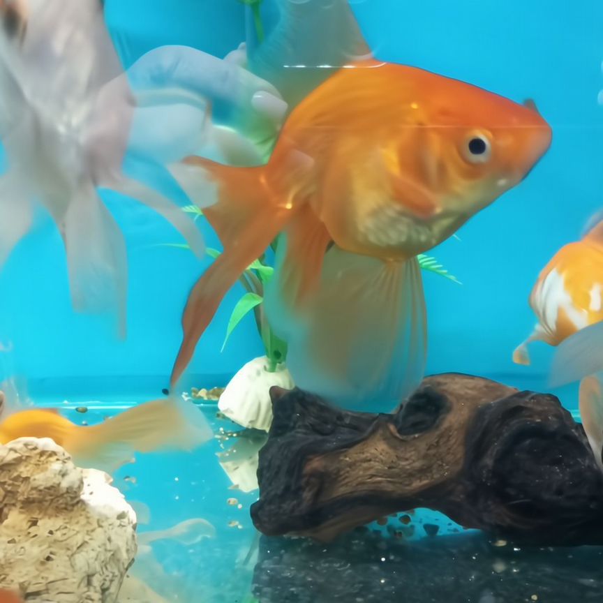 Золотая рыба