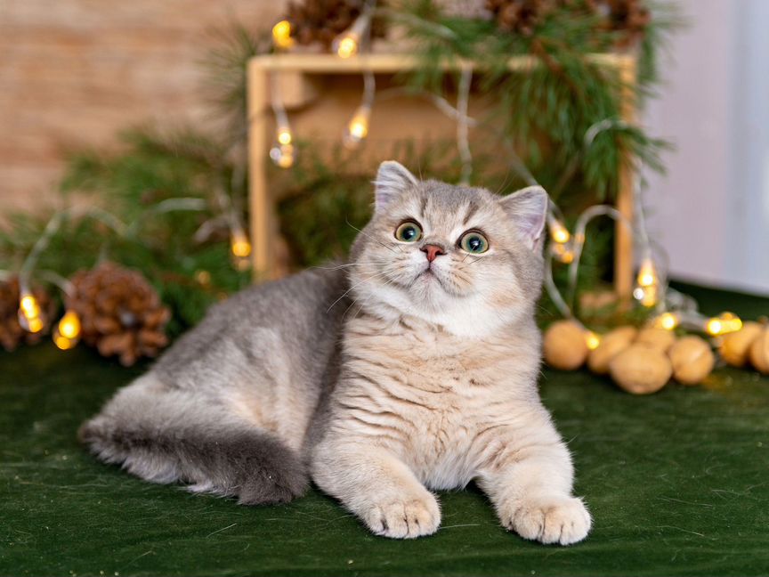 Котик прямой носитель циннамона