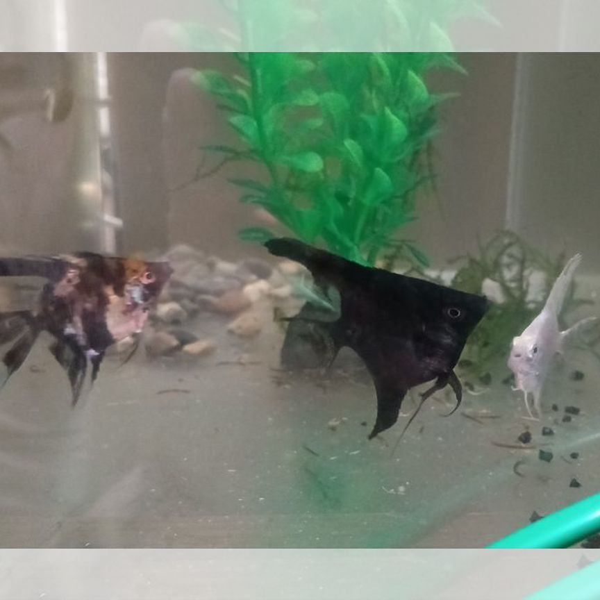 Аквариумные рыбки