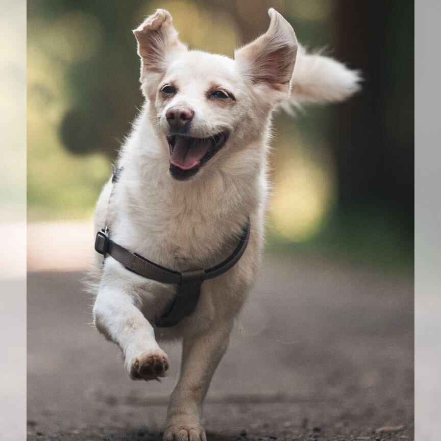 Собака в добрые руки