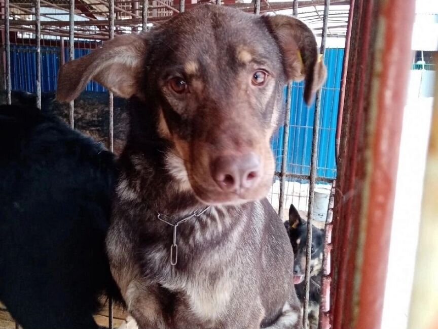 Собака по имени Шелл ищет дом