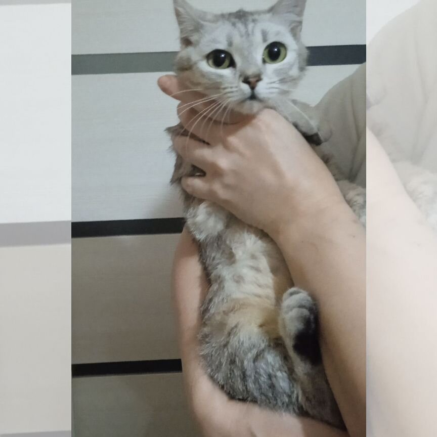 Кошка стерилизованная