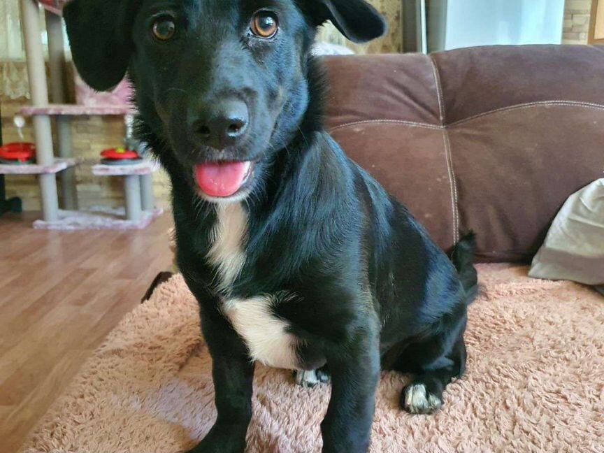 Щенок умничка