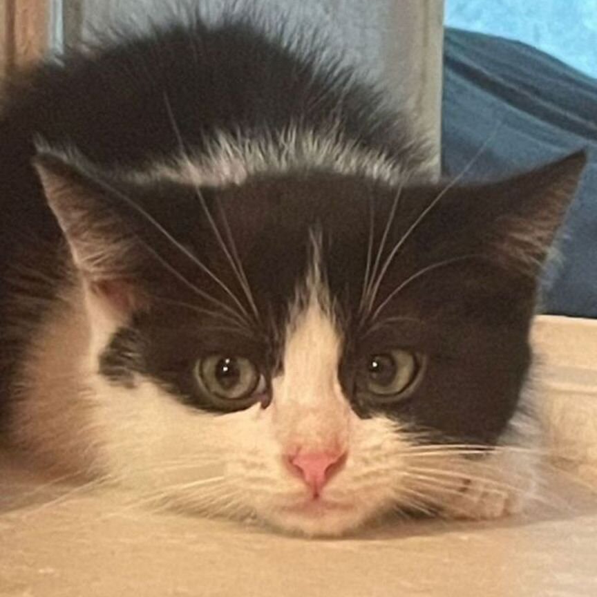 Котенок без лапки