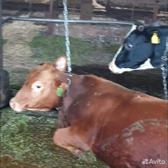 Бычки телки 51голова