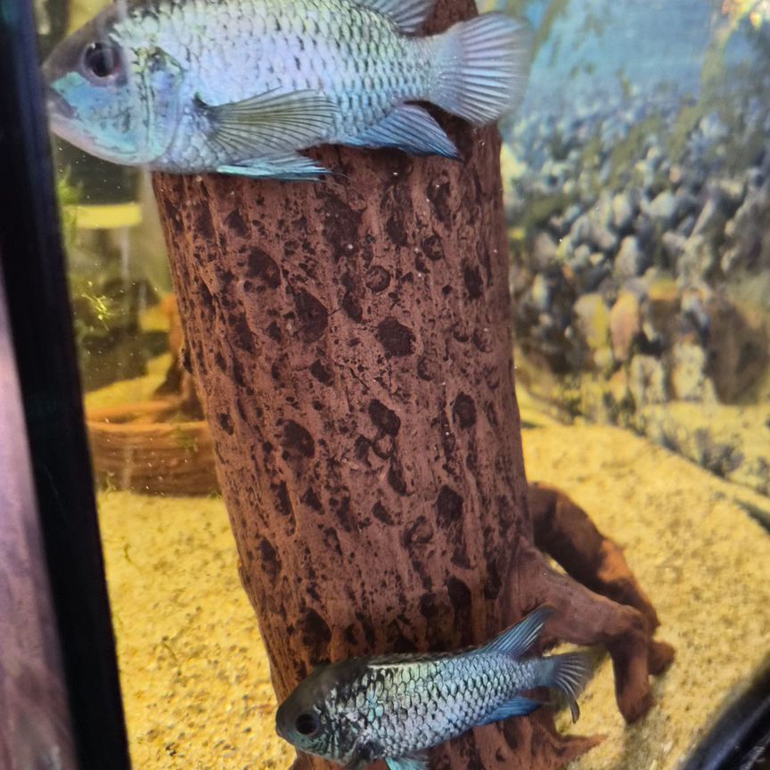 Мальки наннакара блю неон