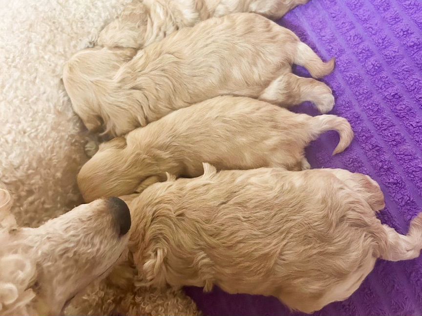 Щенки мальтипу f1