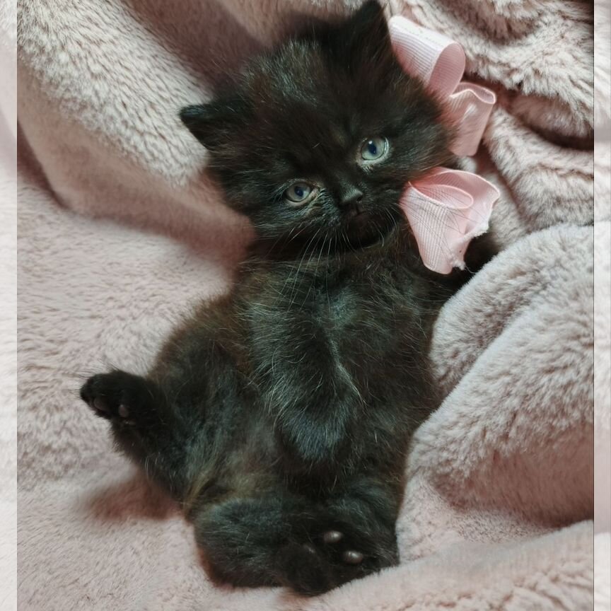 Шотландский прямоухий длинношёрстный котёнок