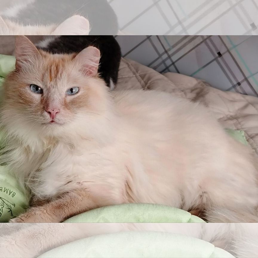 Взрослый кот в добрые руки