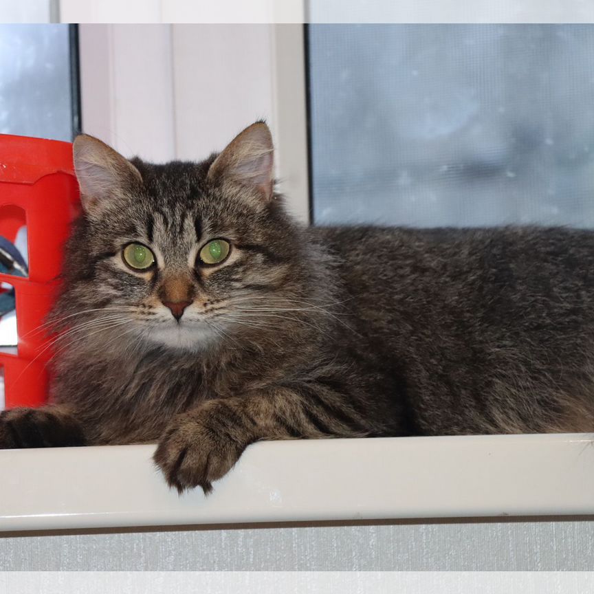 Кошка, сибирская смесь
