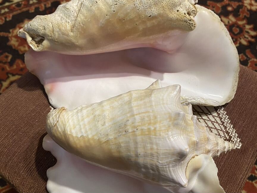 Морские ракушки раковины