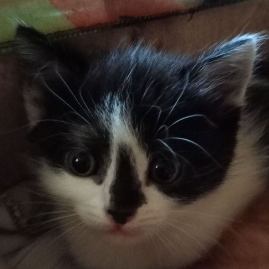 Возьмите Котеночка