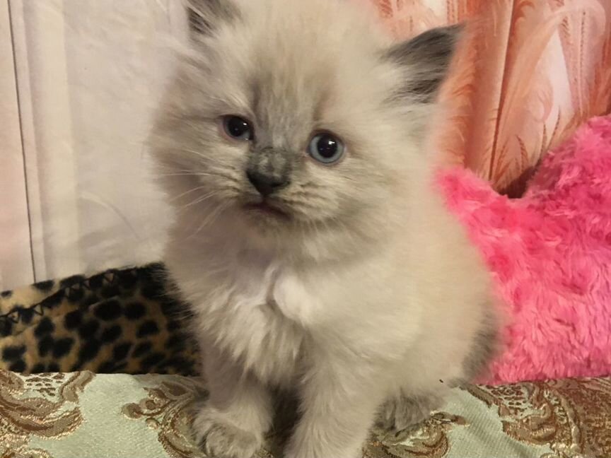 Котят продам белых