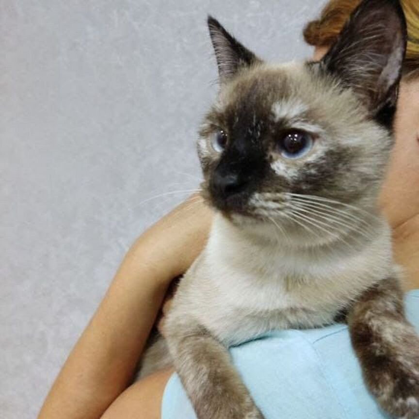 Сиамская кошка