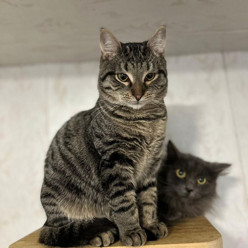 Котёнок Твистер в добрые руки