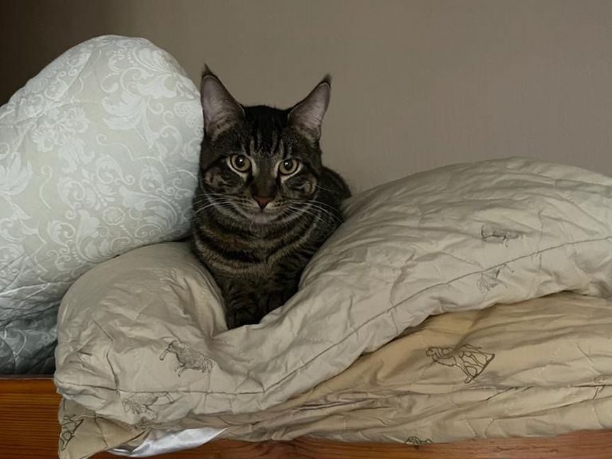 Кошка