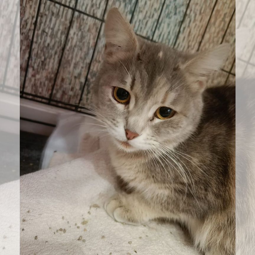 Молодая кошечка в добрые руки