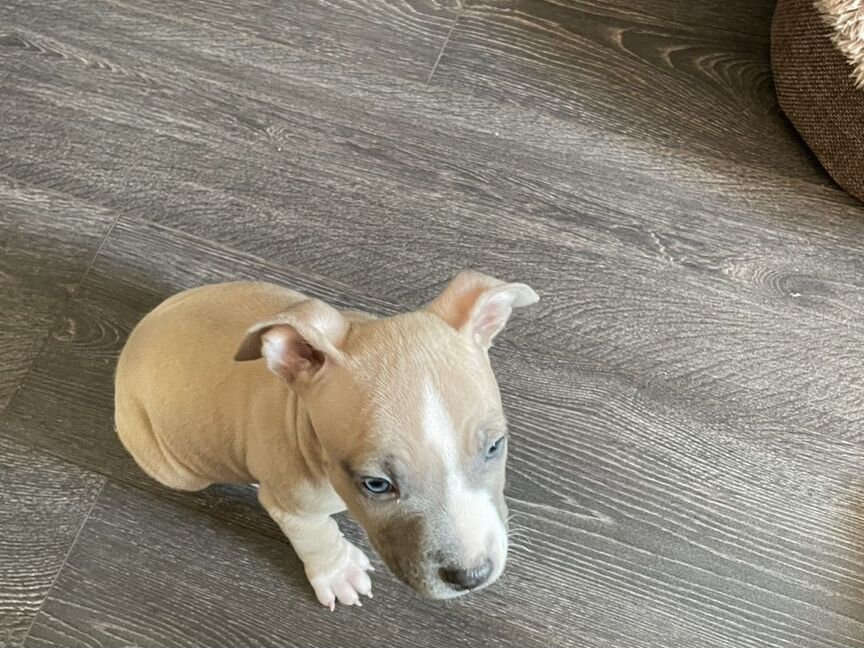 Стаффордширский терьер