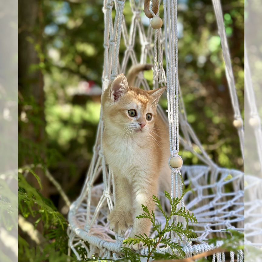 Шотландский прямоухий короткошёрстный котёнок