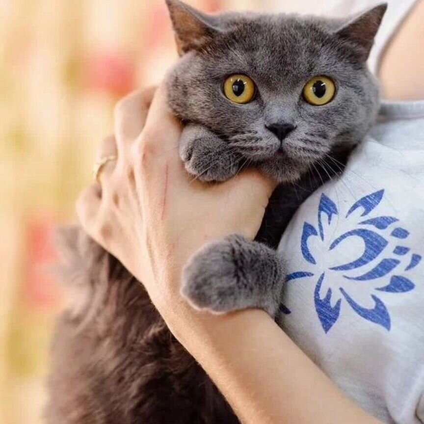 Кошка Марыська ищет дом