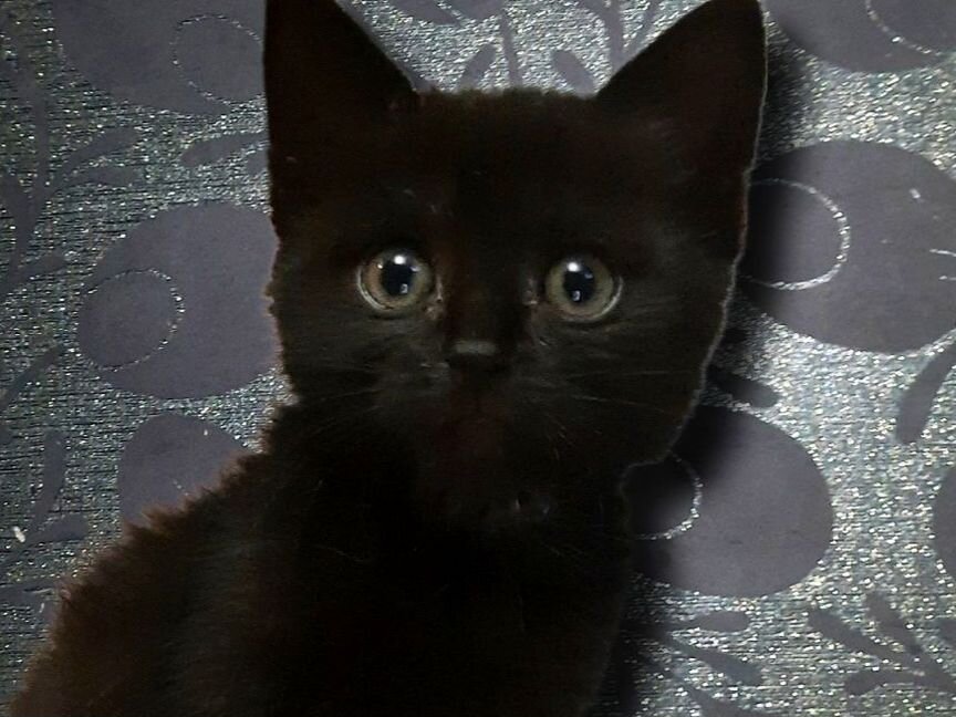 Кошка