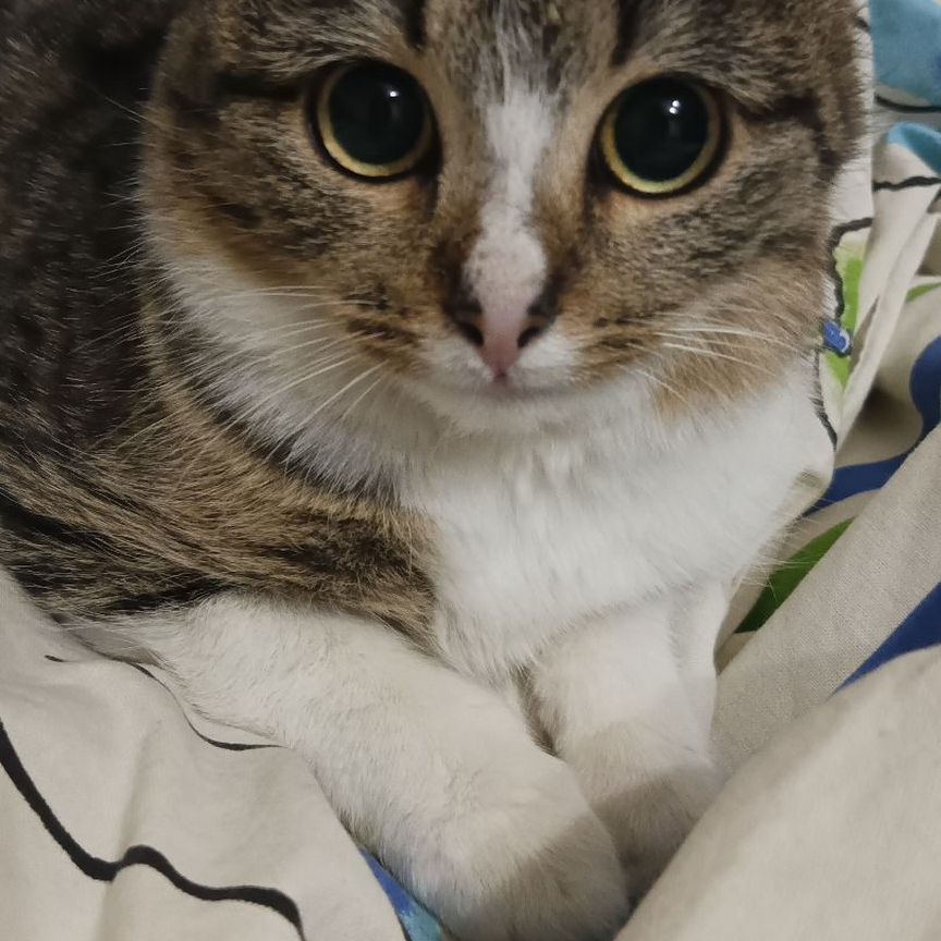 Котенок Груша