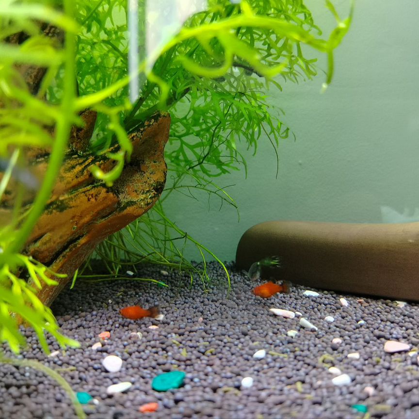 Рыбки пецилии