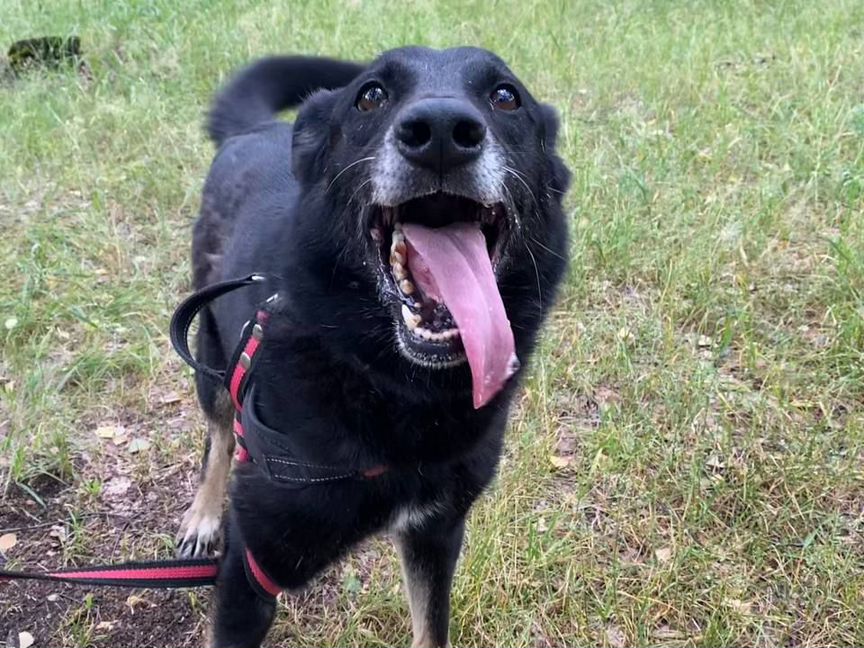 Собака в добрые руки